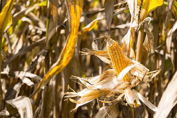 2017 Georgia Corn Trial | SUL4R-PLUS